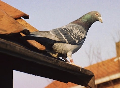 Pigeon Code Illustrates Principles of Intelligent Design | Science and ...
