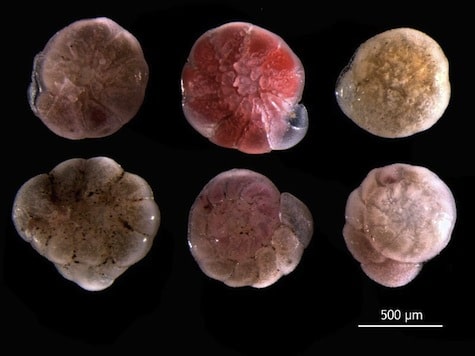 Foraminifera “Perfectly Illustrate” Evolution. OK, Where Is It ...