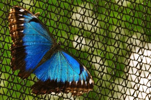 One Butterfly Inspires Multiple Technologies | Science and Culture Today