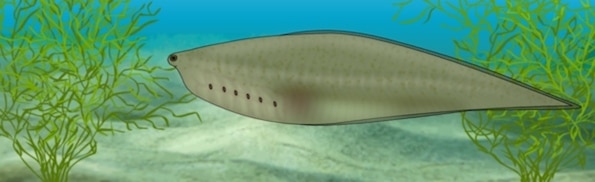 Metaspriggina: Vertebrate Fish Found in Cambrian Explosion | Science ...