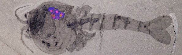 Cambrian Arthropod Was a Loving Mother | Science and Culture Today