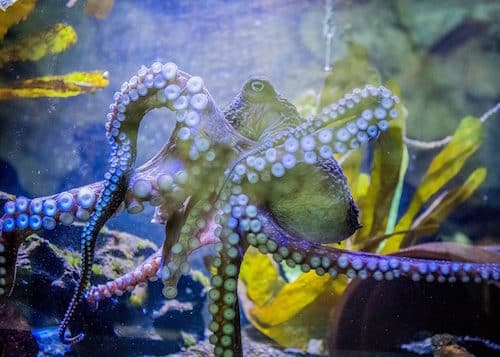 World Celebrates as Inky the Octopus, Escape Artist, Wins Permanent ...