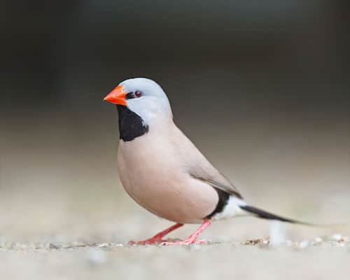 Are Birdsongs Language? | Science and Culture Today