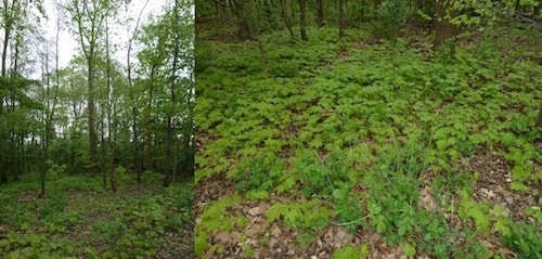 In Terror of Chipmunks: A Response to Joseph Felsenstein | Science and ...