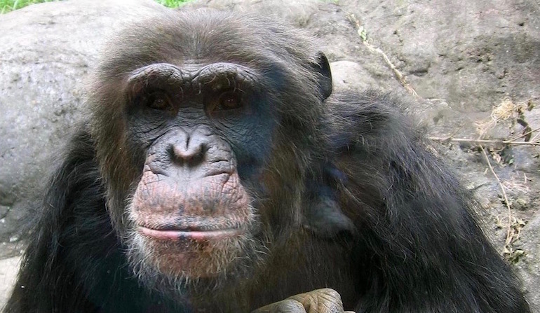 Chimps Hold “Funeral”? | Science and Culture Today