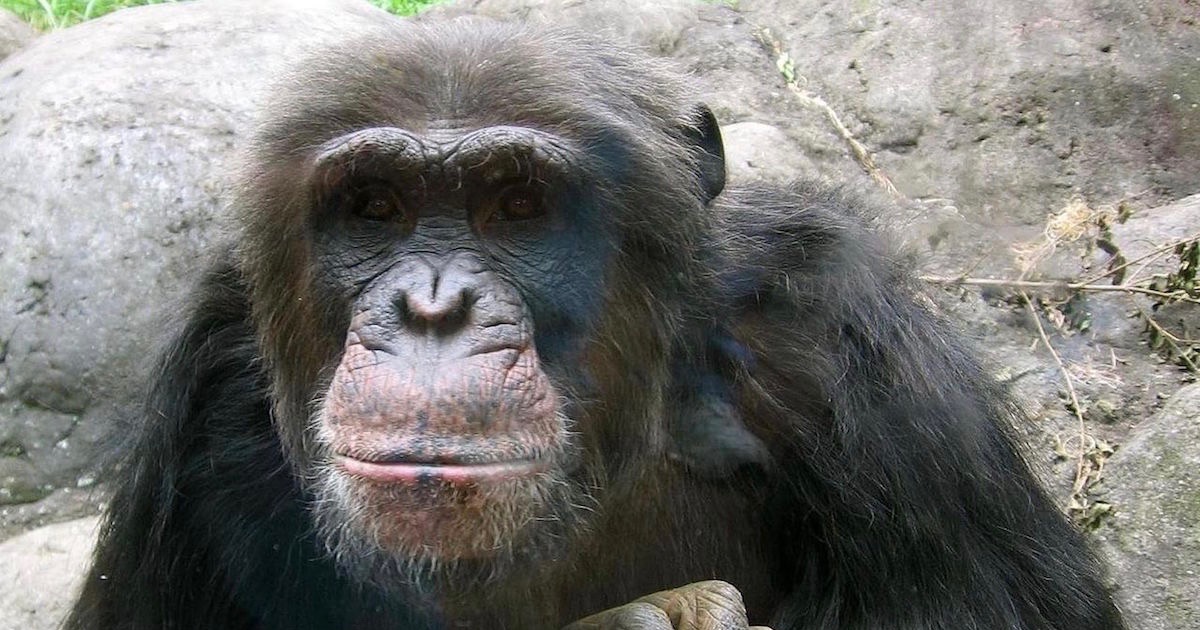Chimps Hold “Funeral”? | Science and Culture Today