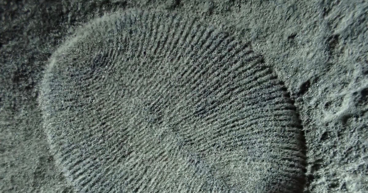 A Thousand Dickinsonia Specimens Don’t Change the Ediacaran Story ...