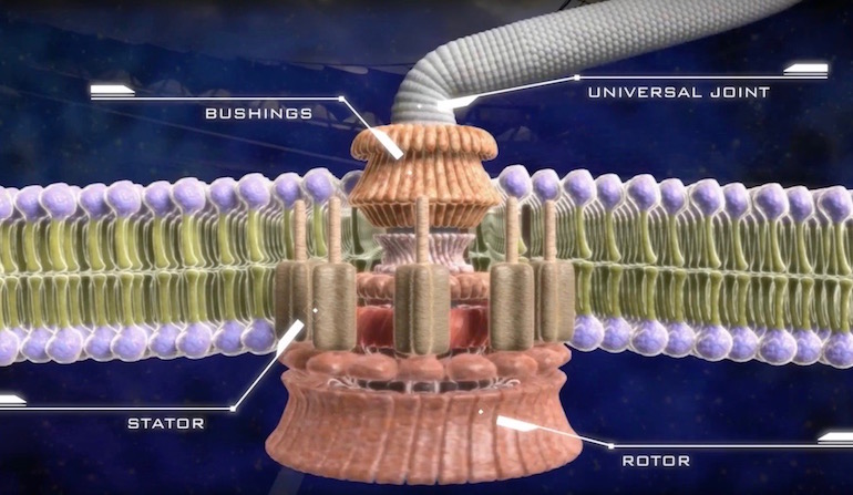 Three Flagellum Updates Amplify Behe’s Challenge to Darwinism from ...