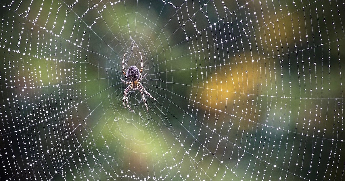 The Miracle of Spiderwebs | Science and Culture Today