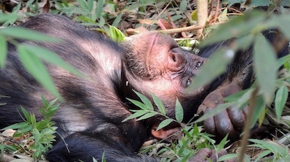 Computer Software Sheds Light on Human and Chimp DNA Similarity ...