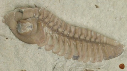 Alleged Refutation of the Cambrian Explosion Confirms Abruptness ...