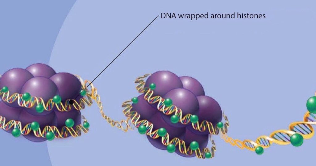 Histone Code: A Challenge to Evolution, an Inference to Design ...
