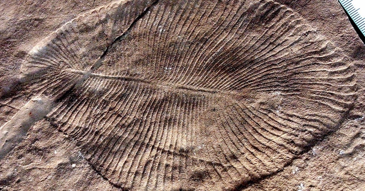 “Ice Cube” Study of Ediacaran Fossils Is Junk Science | Science and ...
