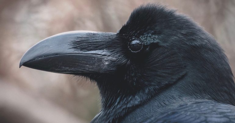 How the Raven Said “Nevermore” | Science and Culture Today