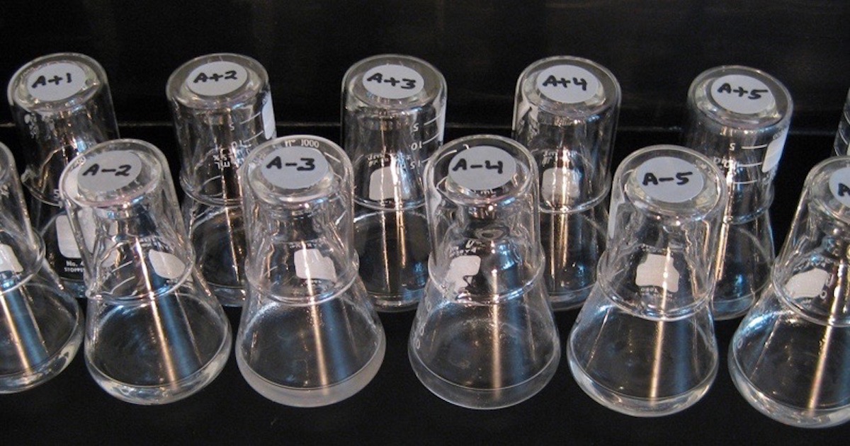 Why Lenski’s Experiments Show Devolution | Science and Culture Today