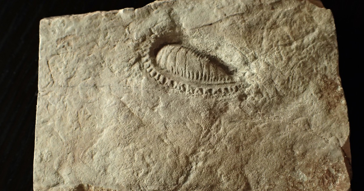 Kimberella — Conflicting Evidence from Taphonomy | Science and Culture ...