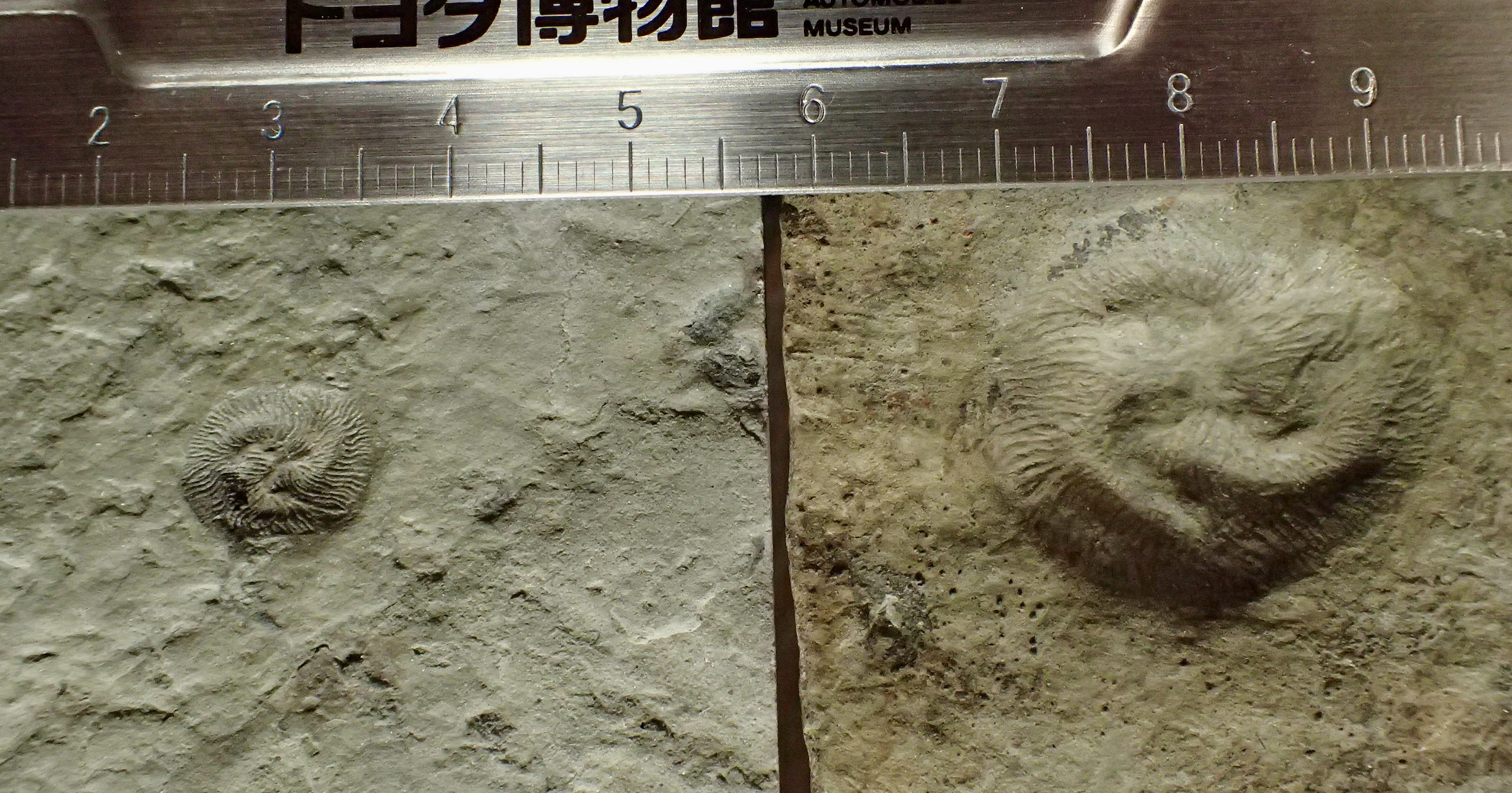 Uncertain Affinities of Trilobozoa | Science and Culture Today