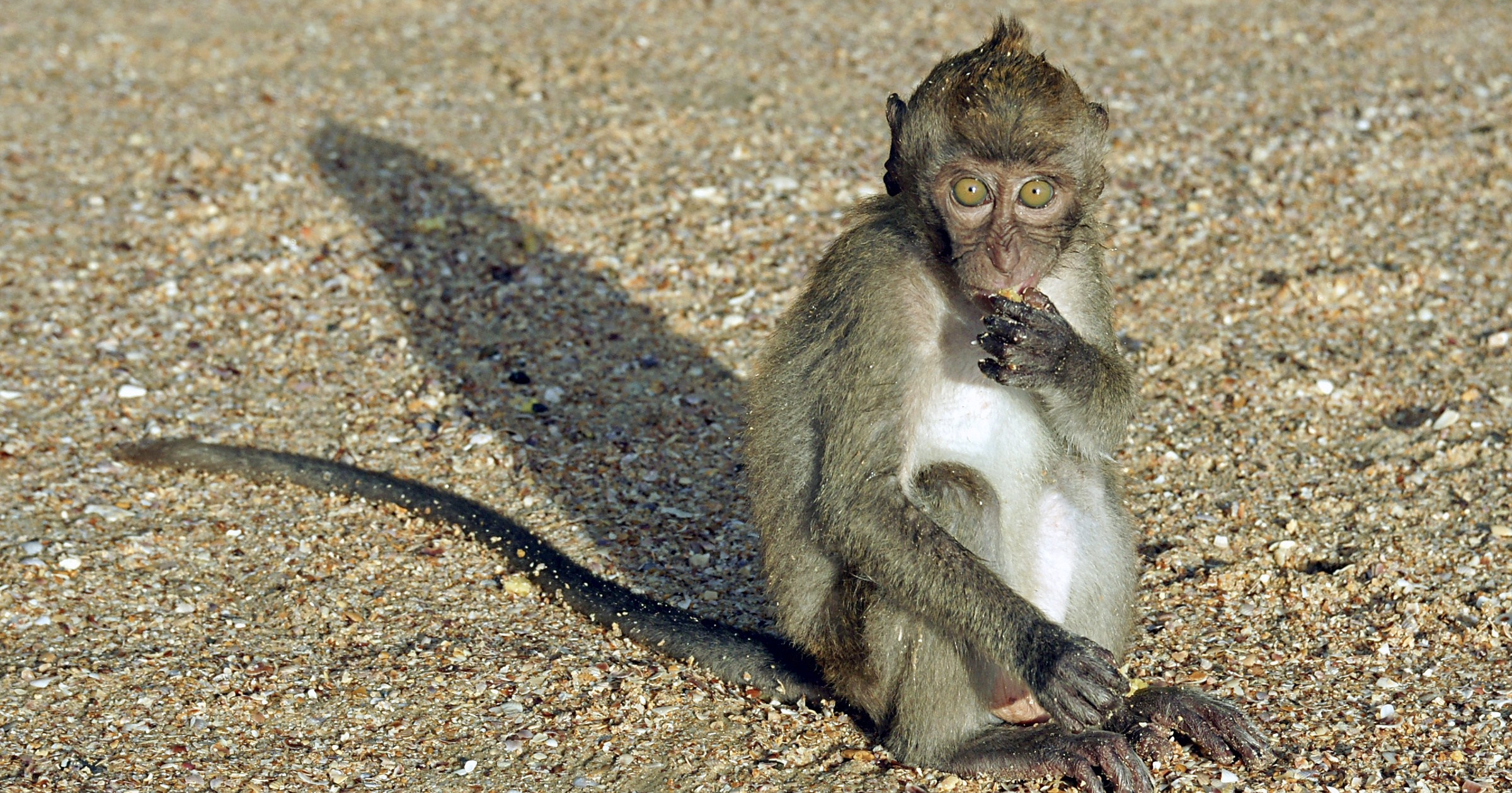 Scientists Make Human-Monkey Hybrid Embryos | Science and Culture Today