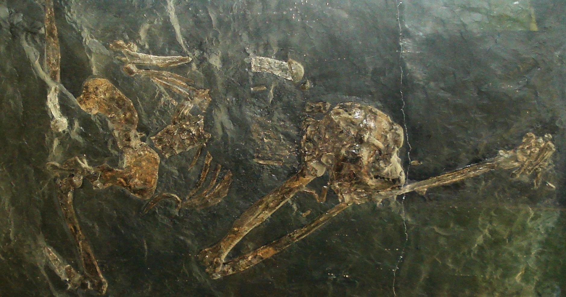 Scientists Conclude: Human Origins Research Is a Big Mess | Science and ...