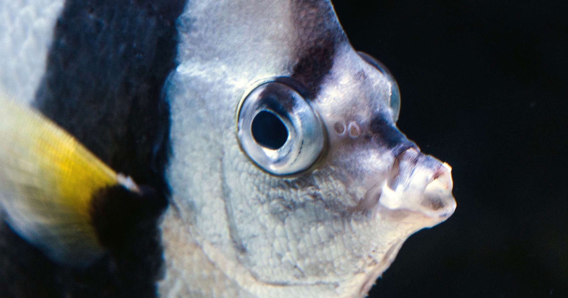 Engineers Helped Save Biology from Darwinism | Science and Culture Today