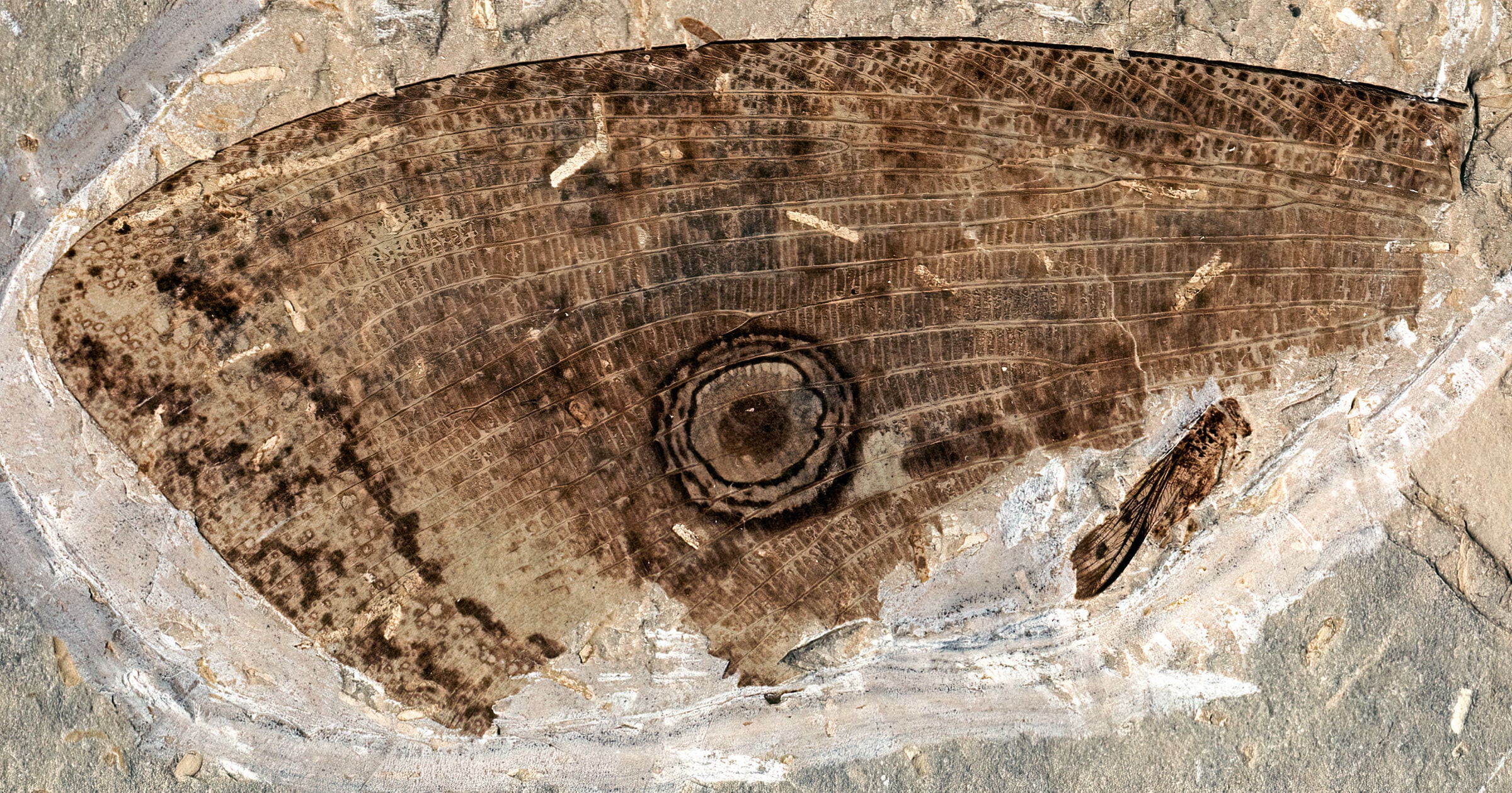 A Fossil Butterfly Lookalike | Science and Culture Today