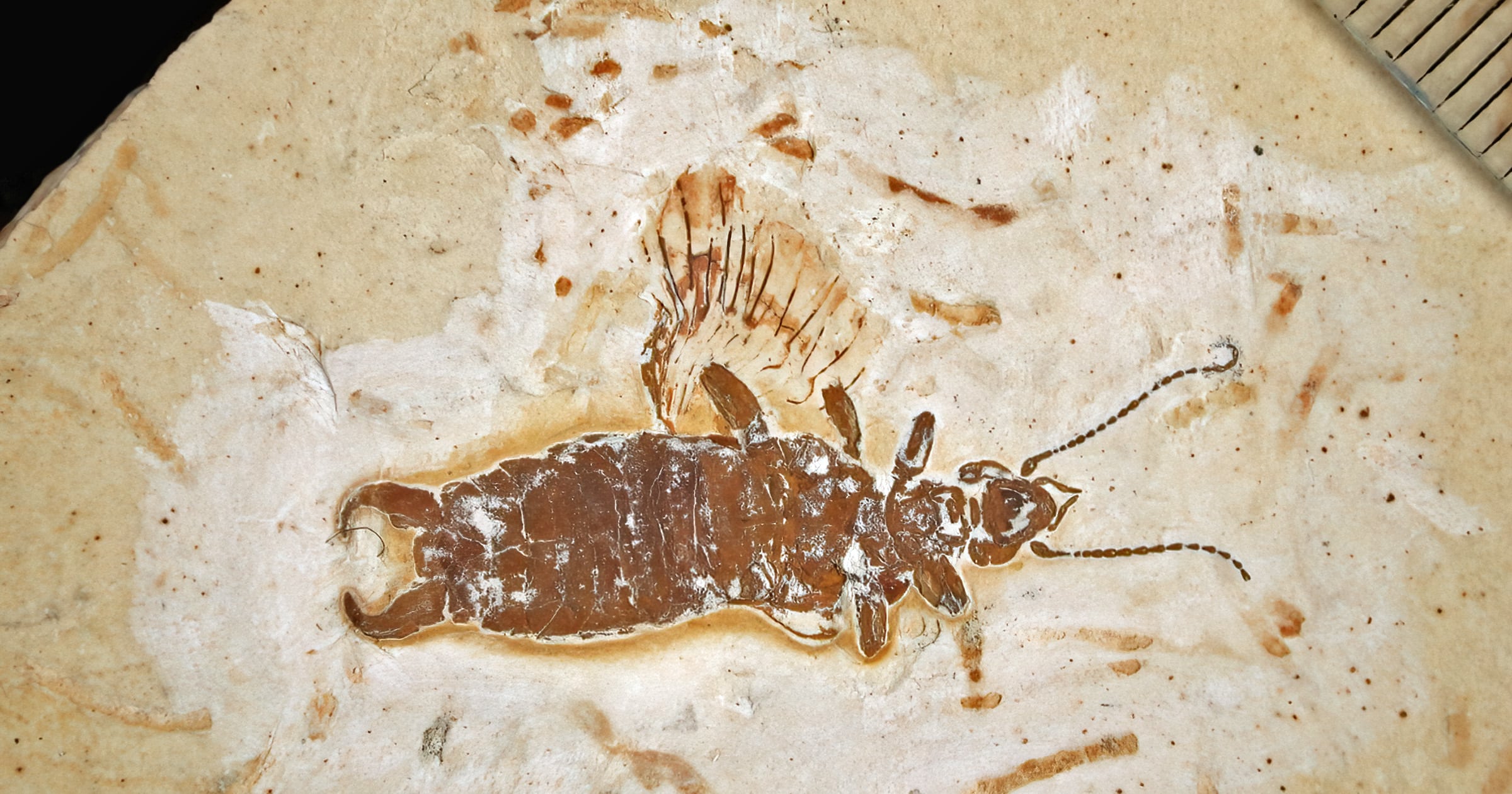 The Complex Wing Folding of Earwigs | Science and Culture Today