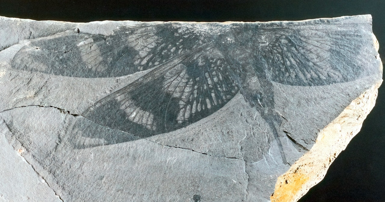 The Abrupt Origin of Winged Insects | Science and Culture Today