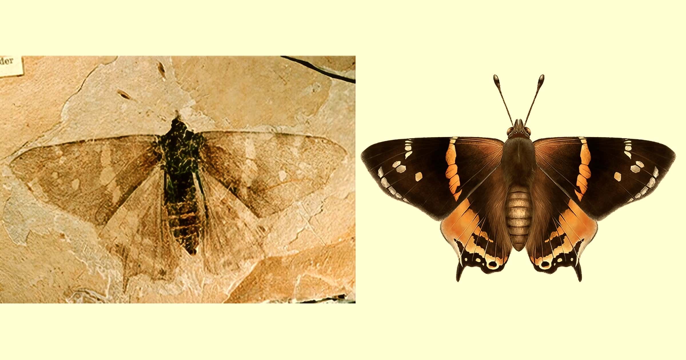 The Abrupt Origin of Butterflies | Science and Culture Today