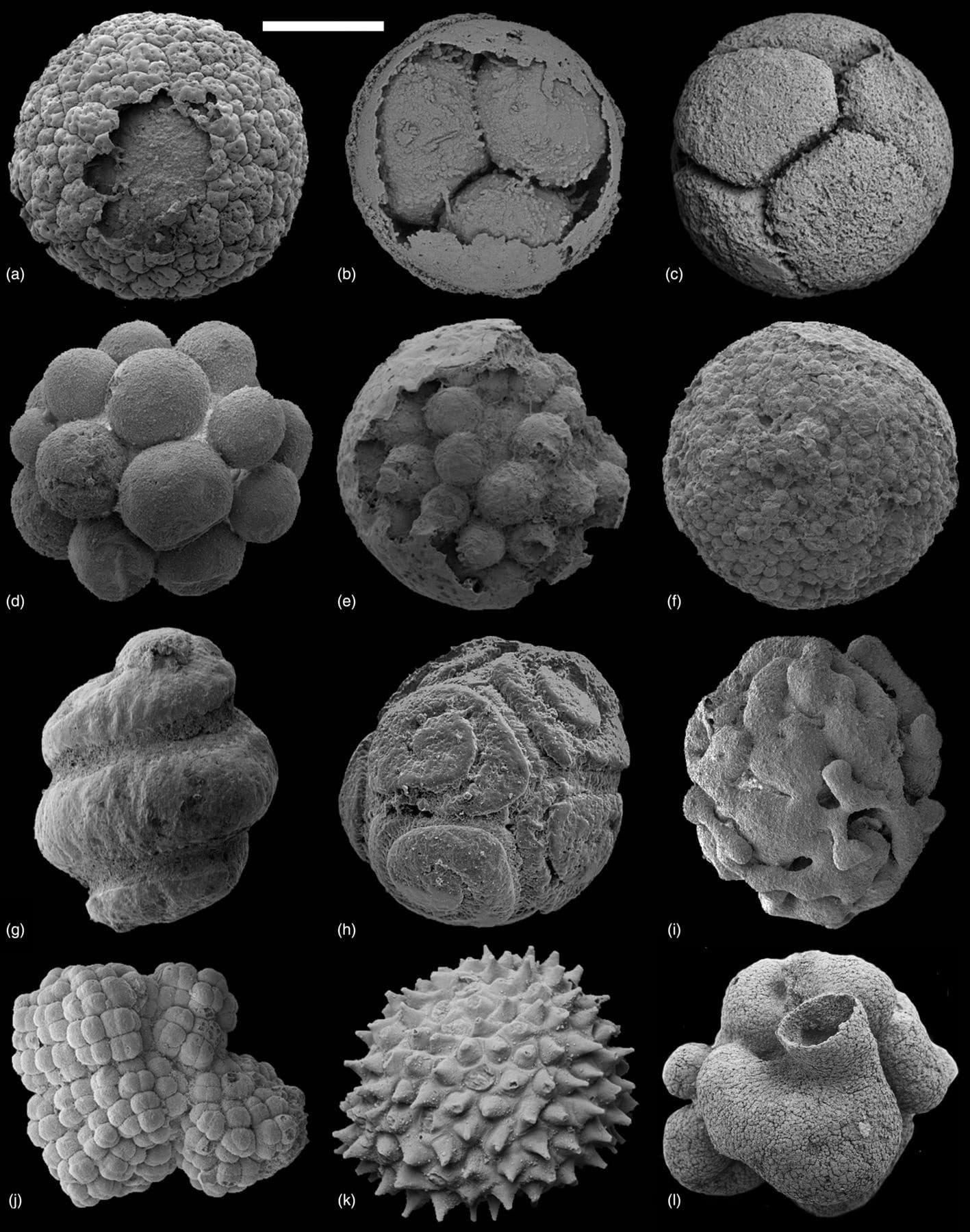 Ediacaran Animal Embryos Put to the Test | Science and Culture Today