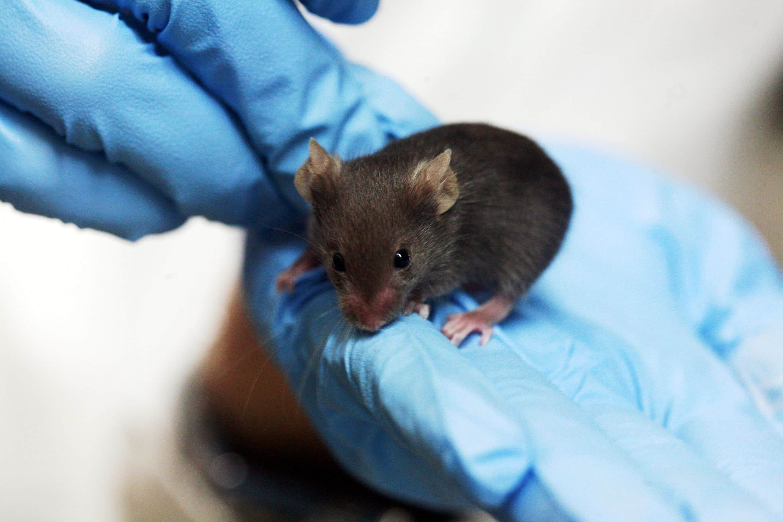 Of Mice and Memories | Science and Culture Today