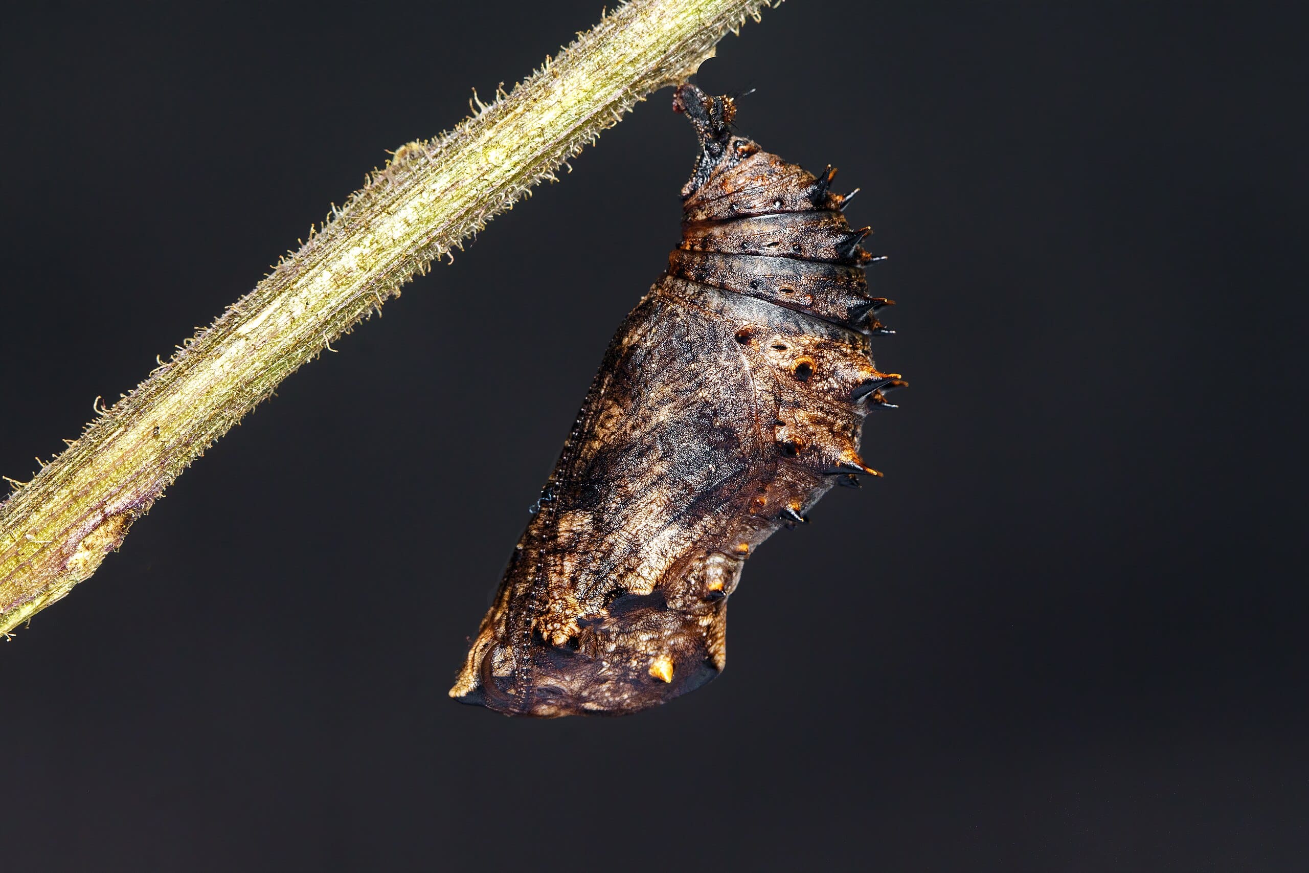 “Notions” About Metamorphosis Fall Short | Science and Culture Today