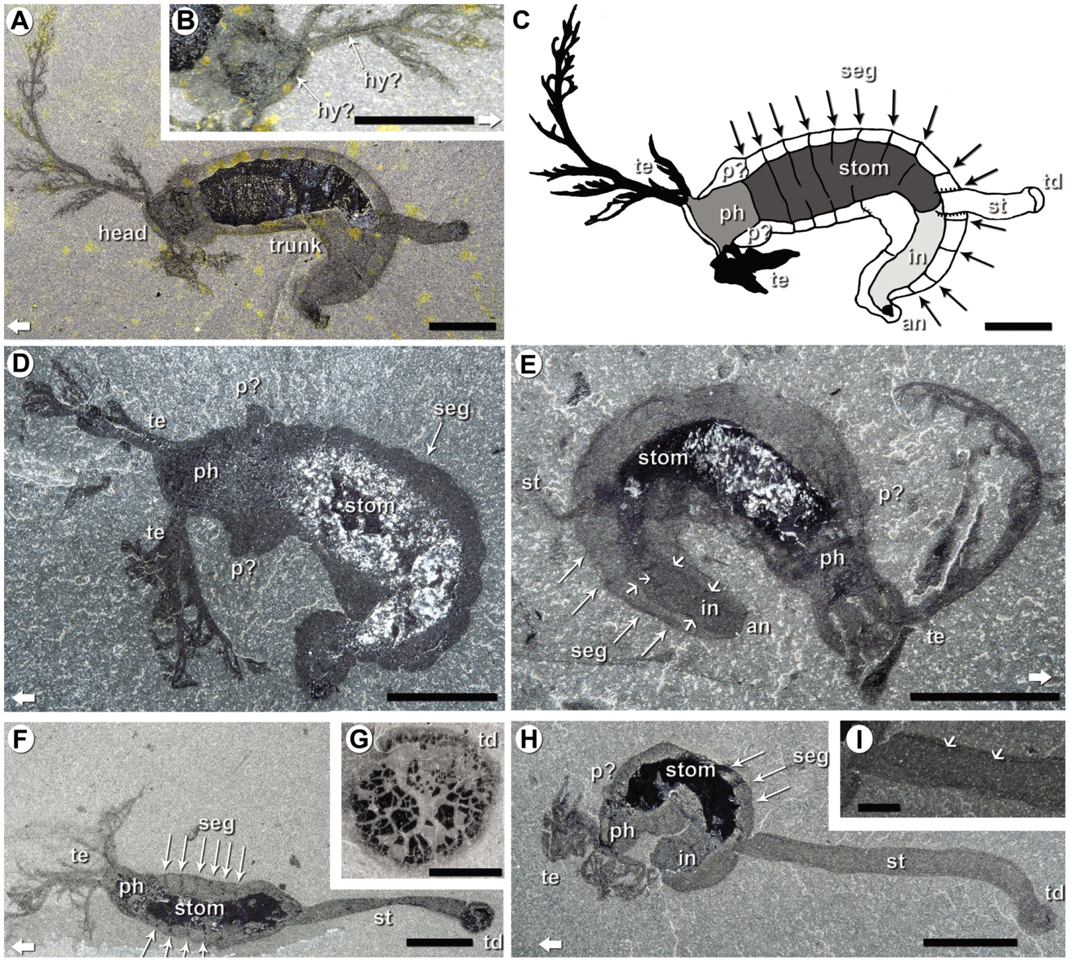 An Extinct Body Plan from the Cambrian Explosion | Science and Culture ...