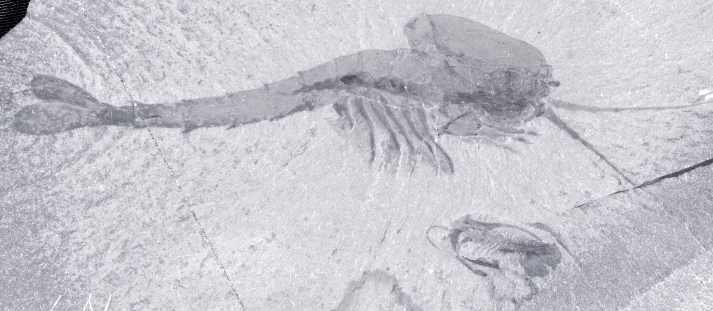 How Delicate Organisms Can Be Preserved | Science and Culture Today