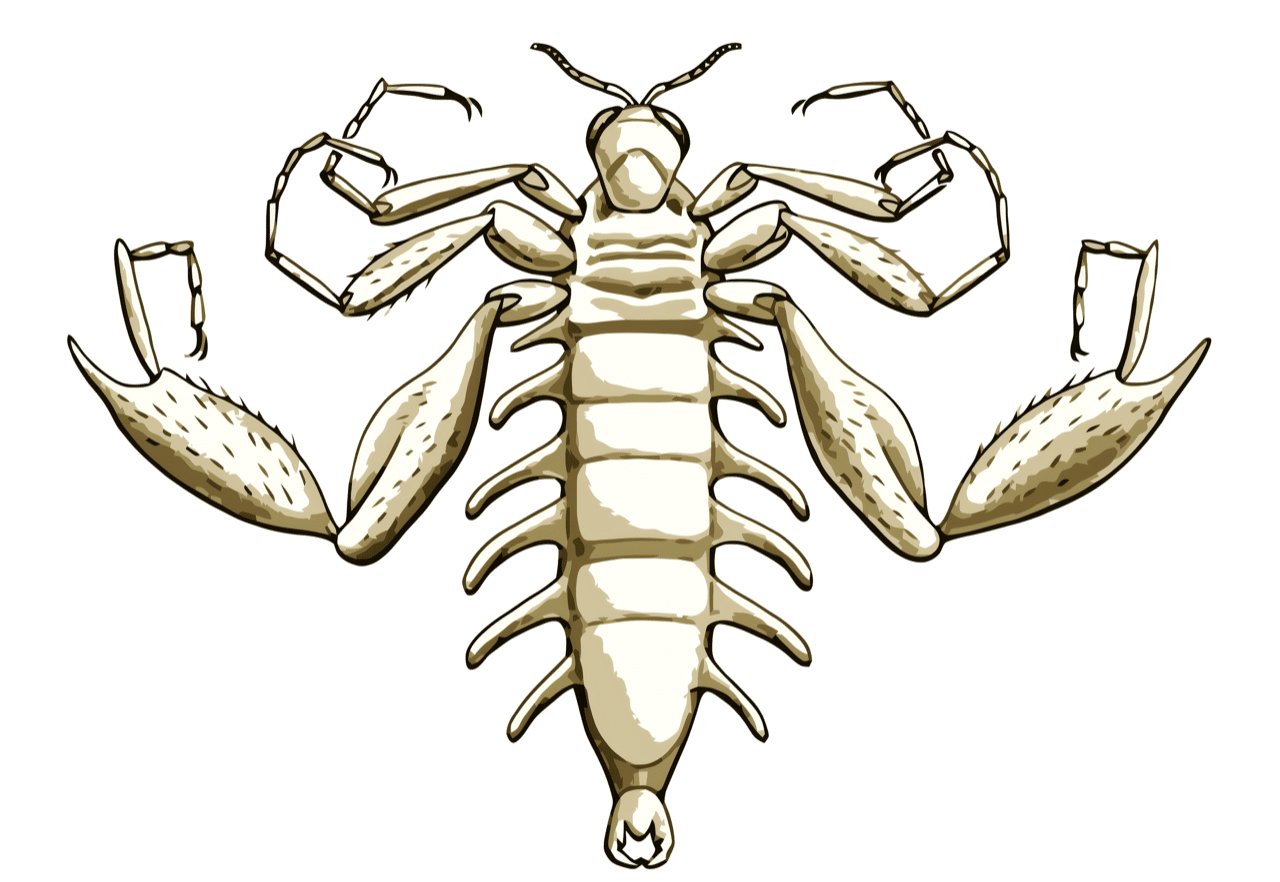 The Rise and Fall of a Fossil Insect Order | Science and Culture Today