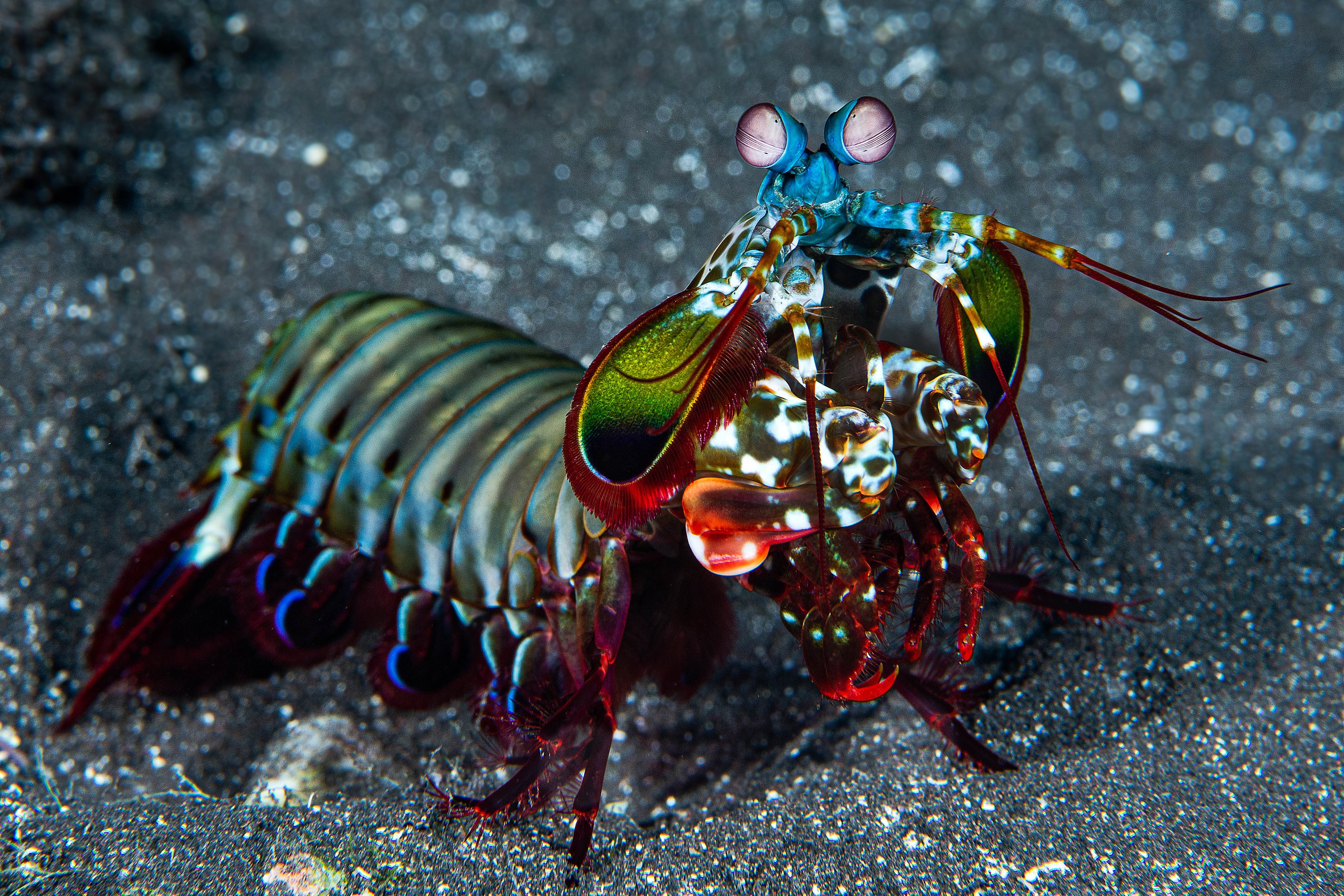 Sophisticated Energy Shield Found in a Shrimp | Science and Culture Today