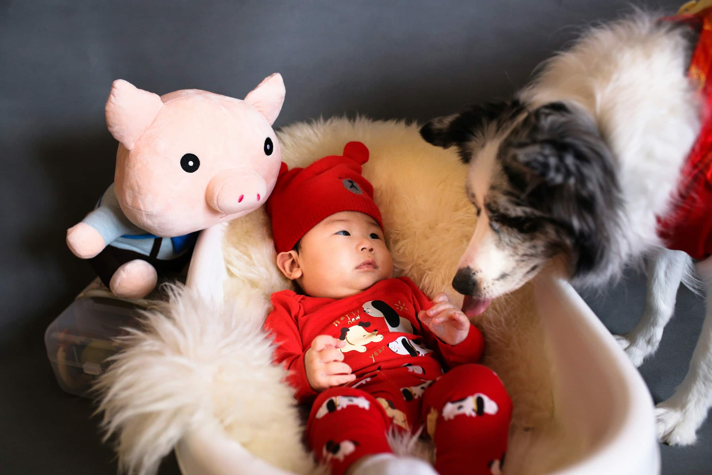 Dog Versus Baby Intelligence: A Comparison | Science and Culture Today