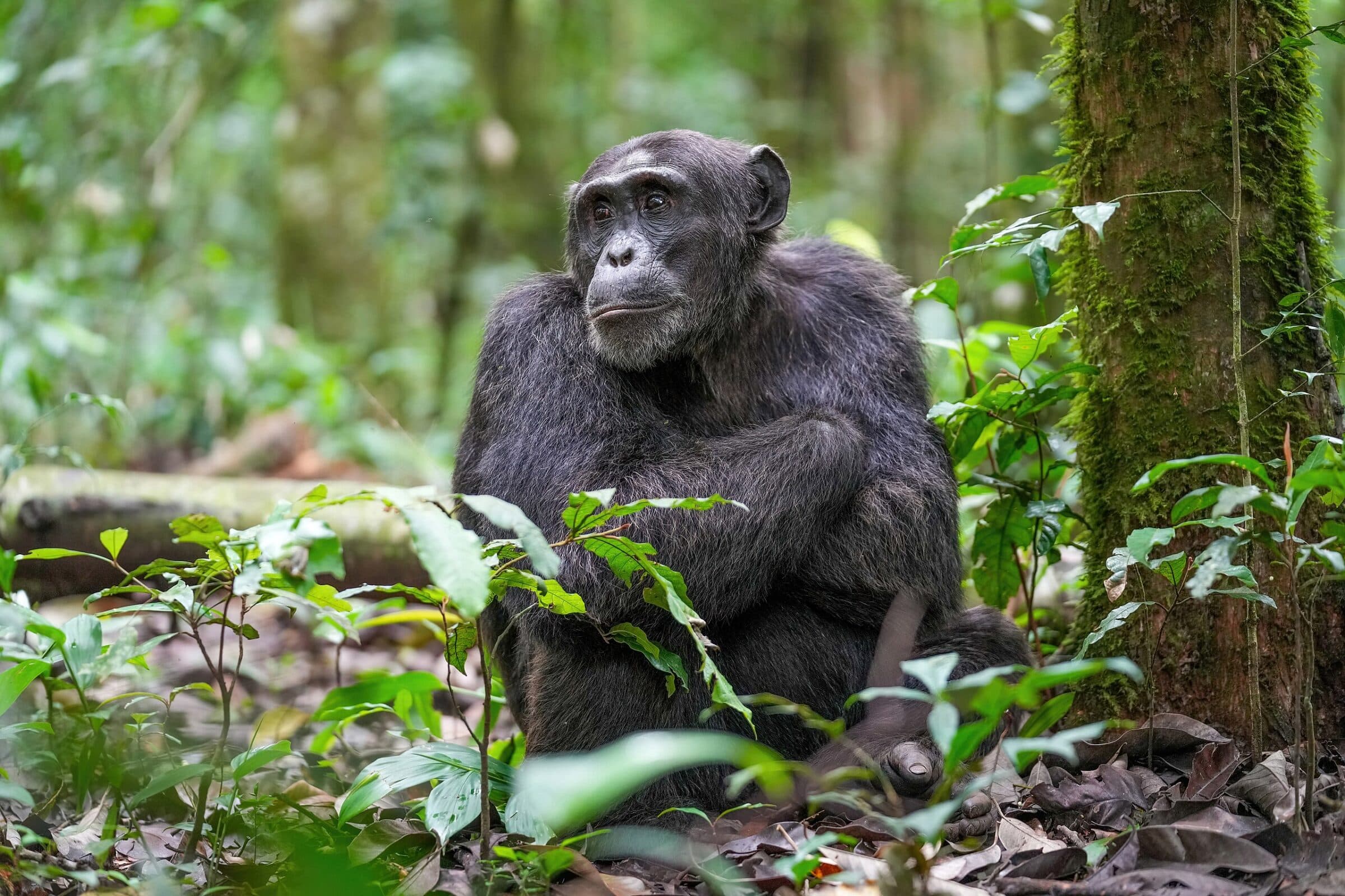 Human Brains vs. Chimps’ | Science and Culture Today