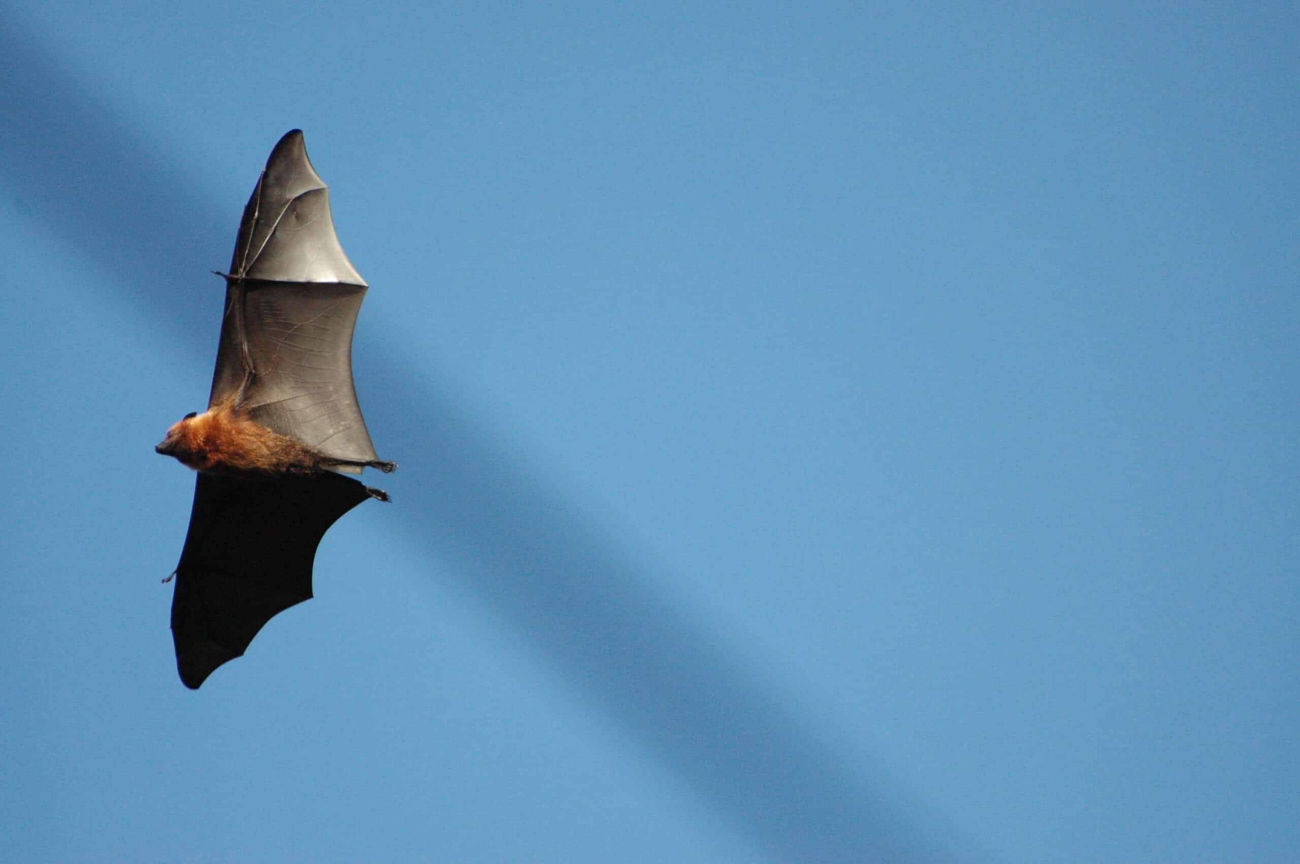 “Bat Echolocation Evolution” | Science and Culture Today