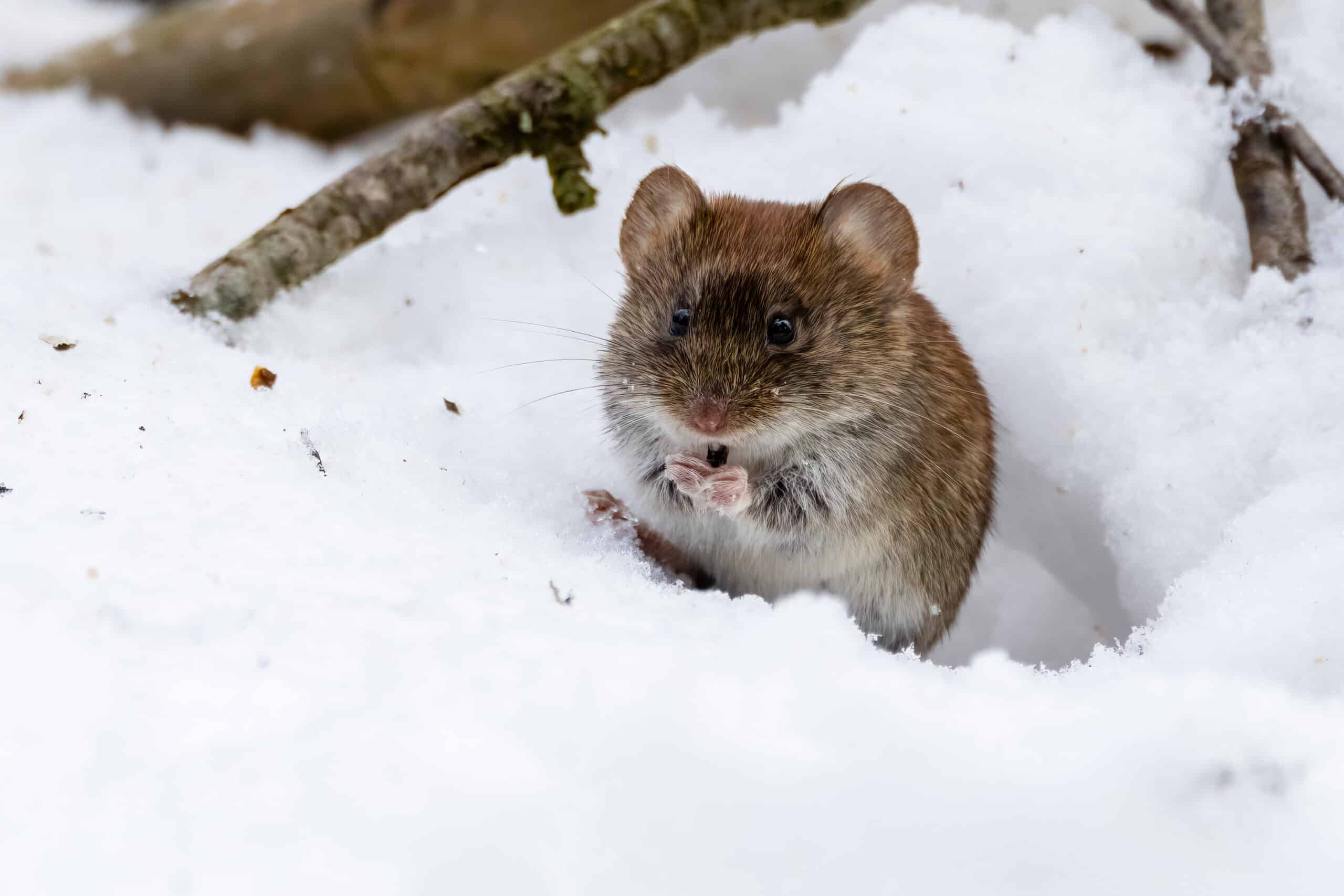 Smaller Voles: “Evolution in Action” Is Rare, Trivial | Science and ...