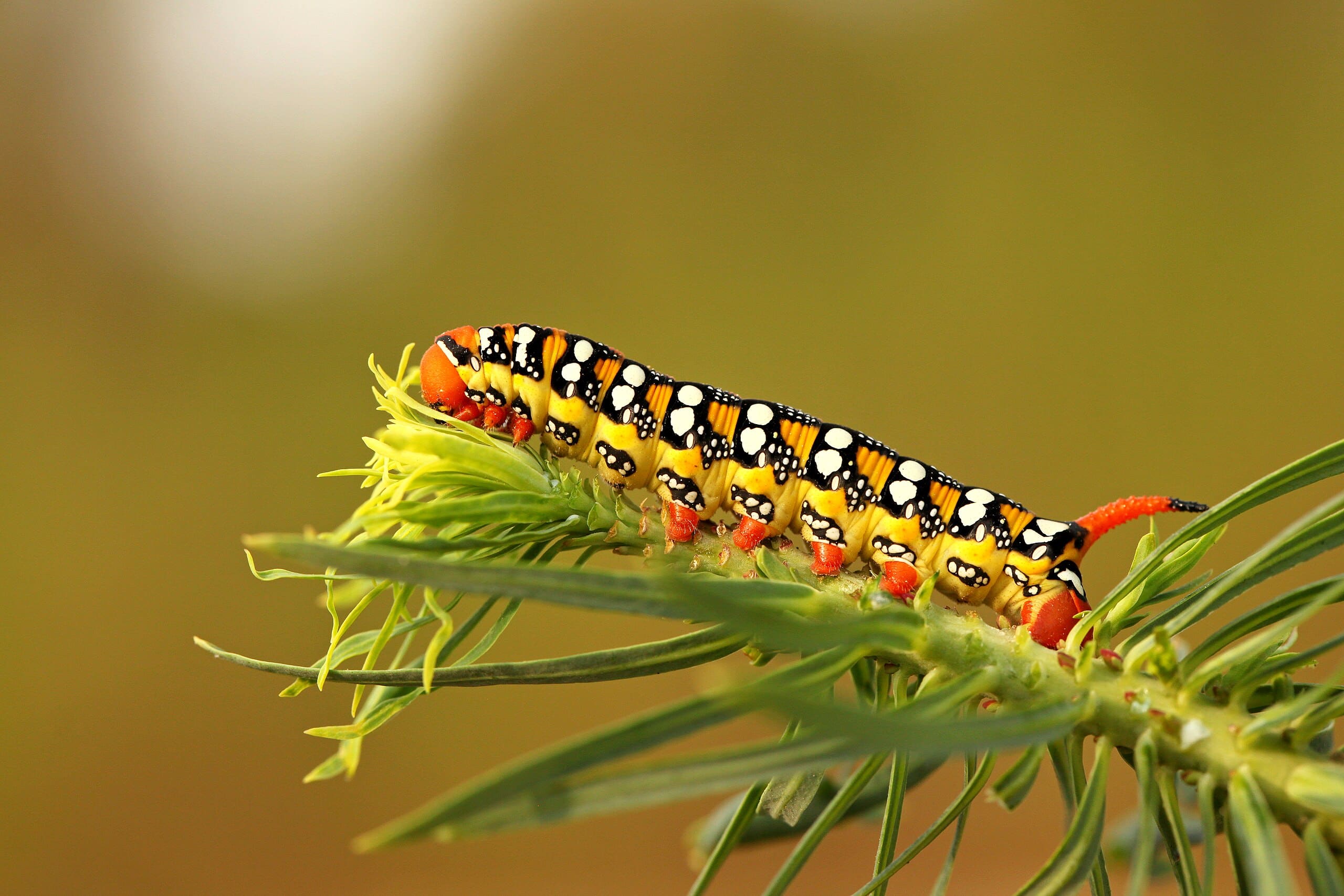 Life Shows a “Kind of Intelligence Evident Nowhere Else” | Science and ...