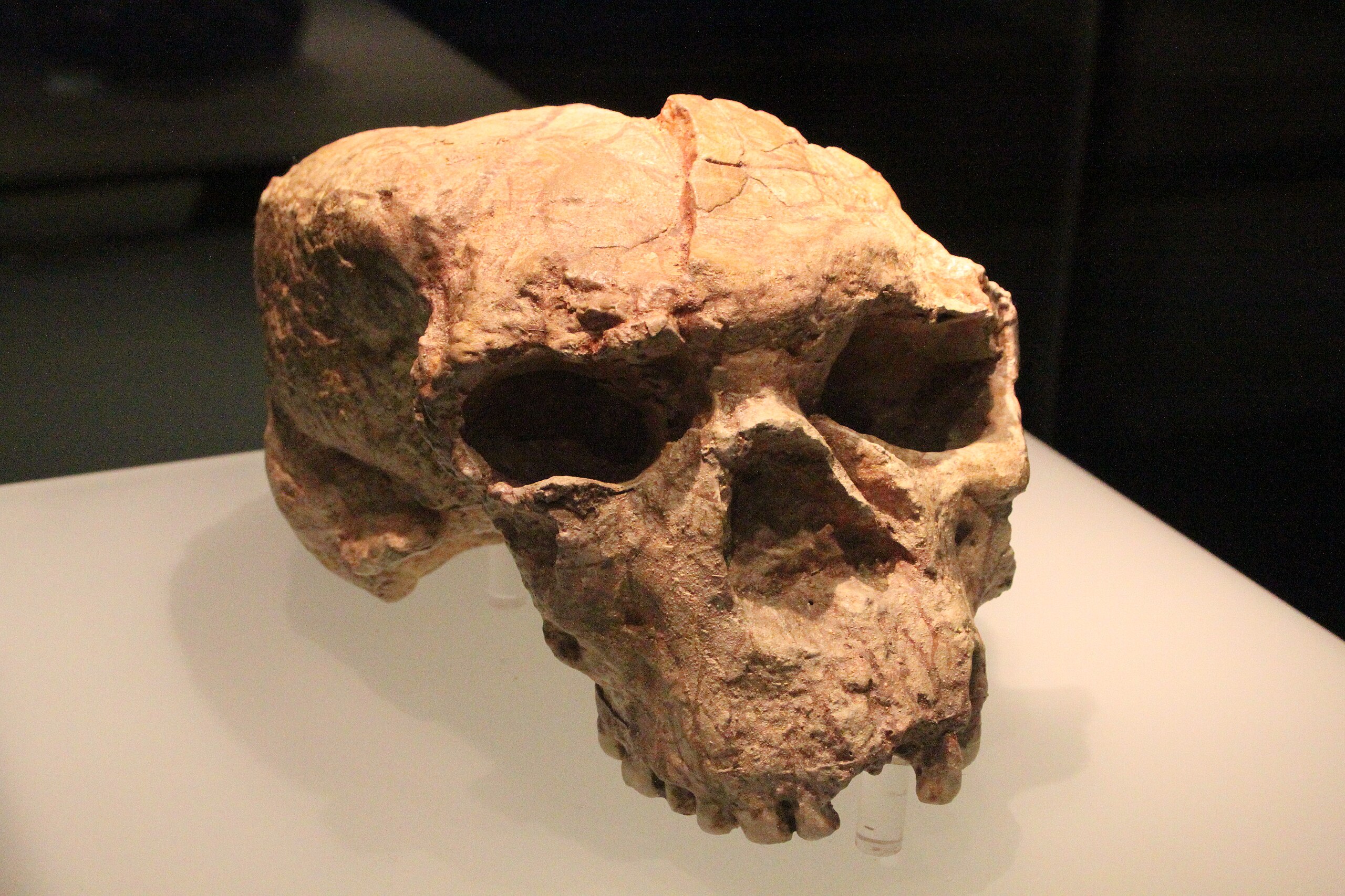 Skulls Push Homo sapiens Back to 1 Million Years? | Science and Culture ...