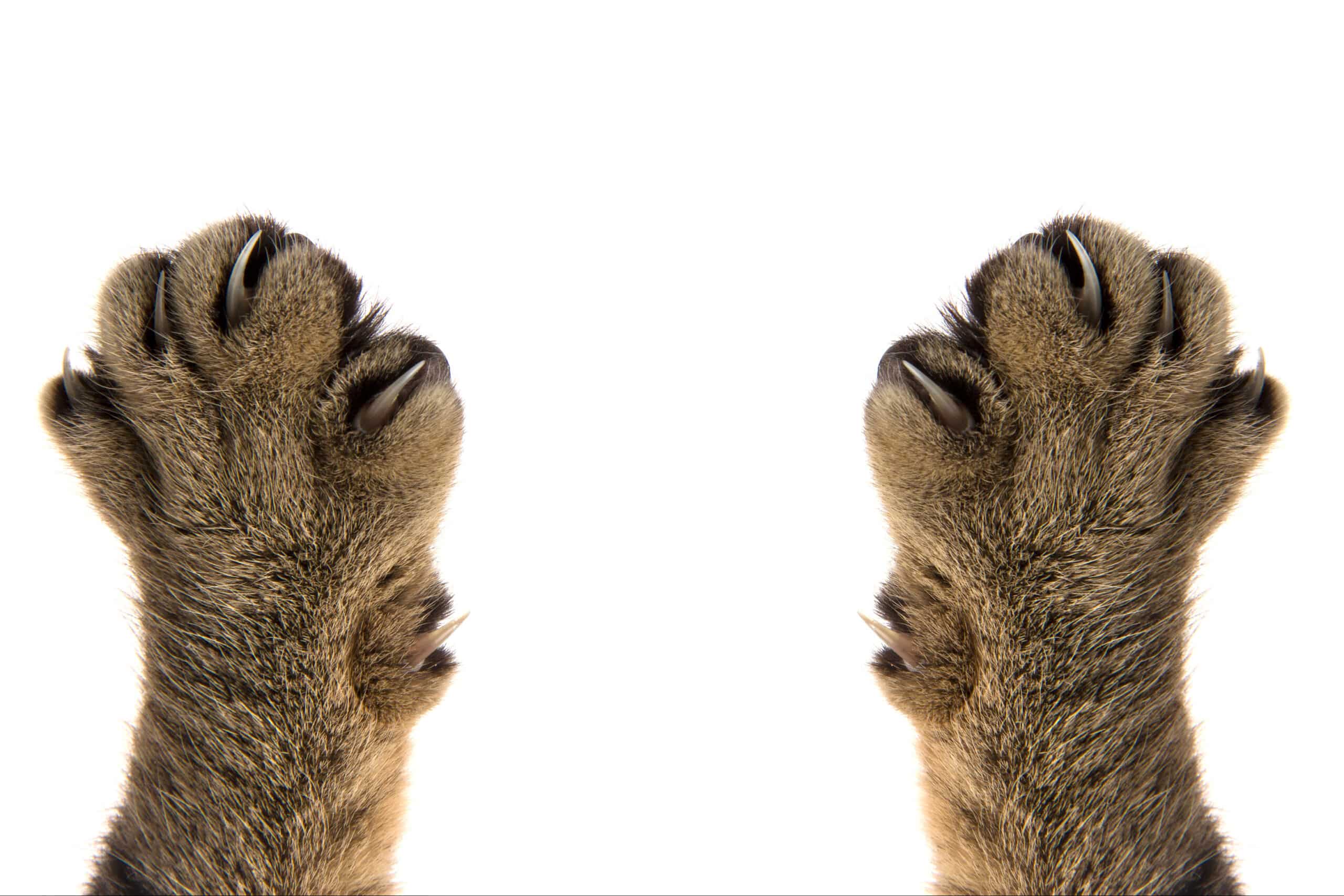 What Is the Source of Design in Organisms? | Science and Culture Today