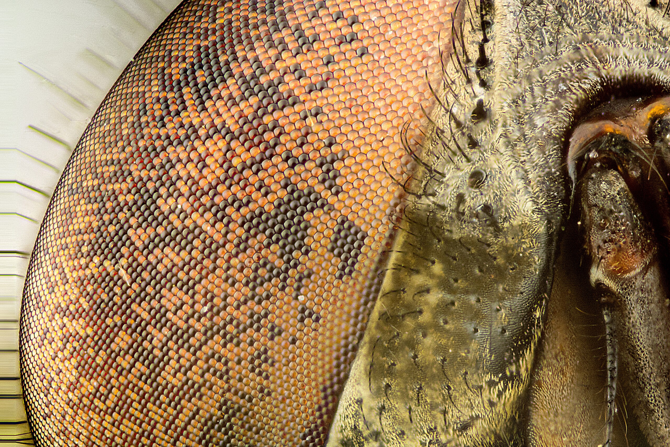 Tiled Beauty: Functional Aesthetics in Biology | Science and Culture Today