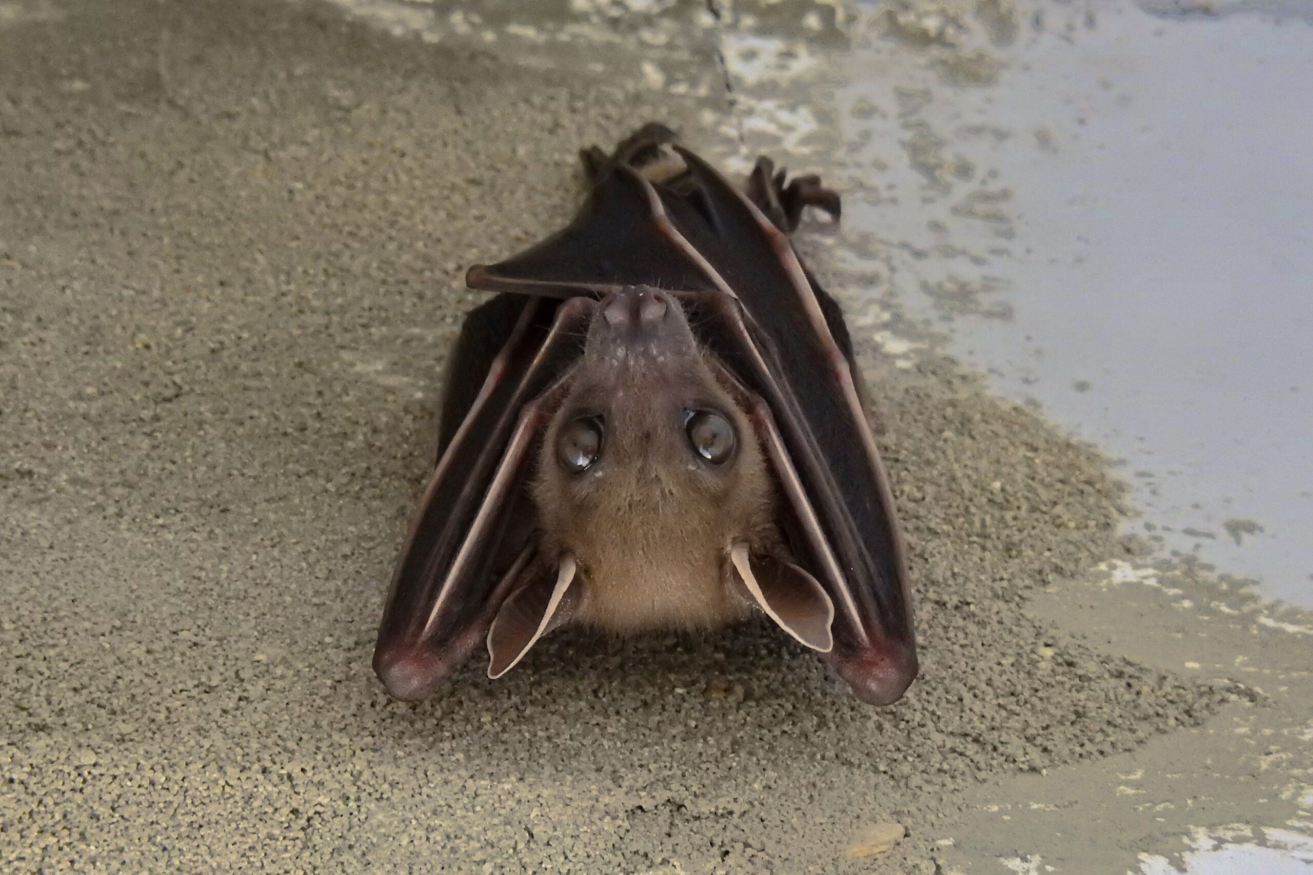 Doctor’s Diary: Have We Overlooked Common Sense? | Science and Culture ...