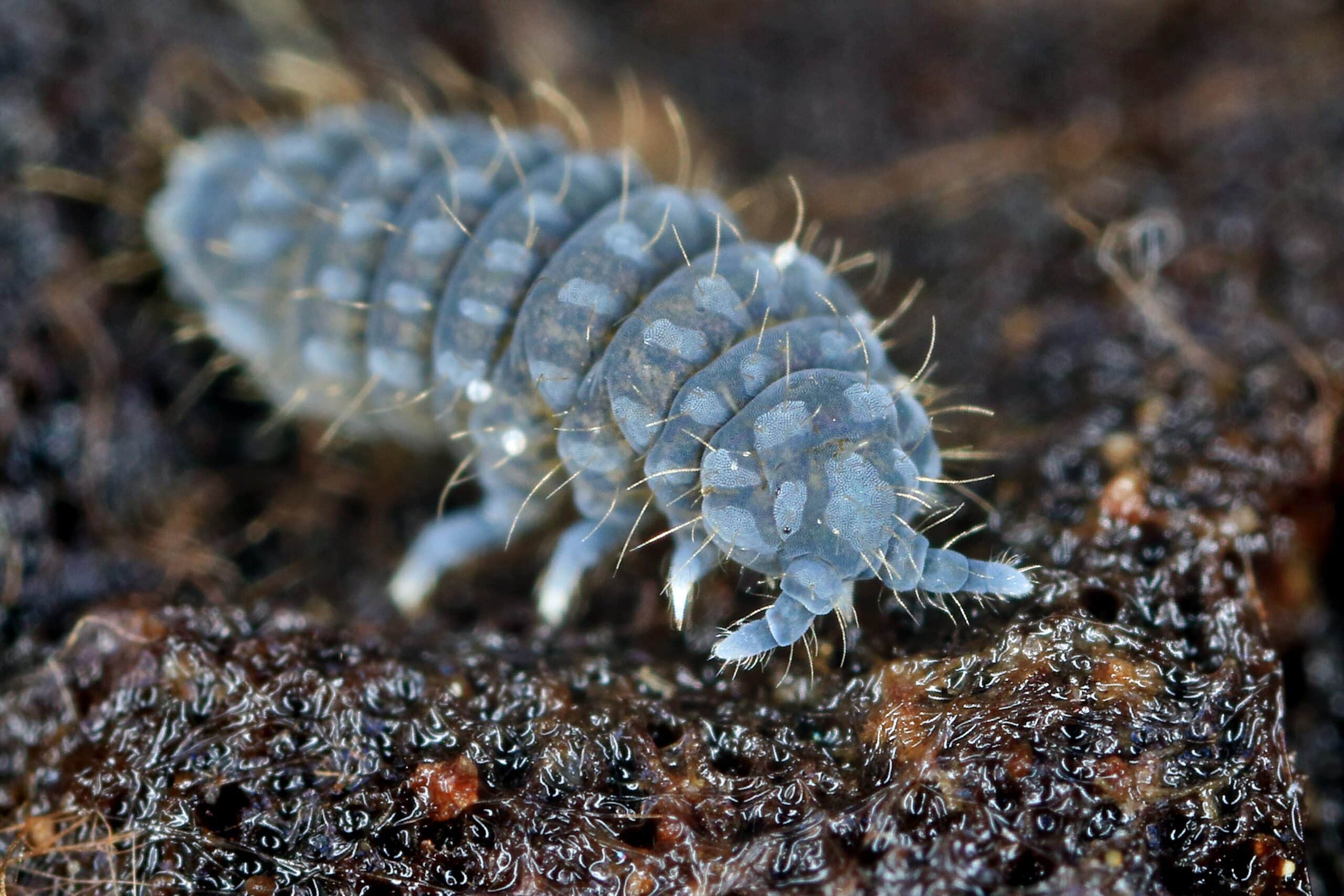 More to Love about Springtails, Those Adorable Gymnasts | Science and ...