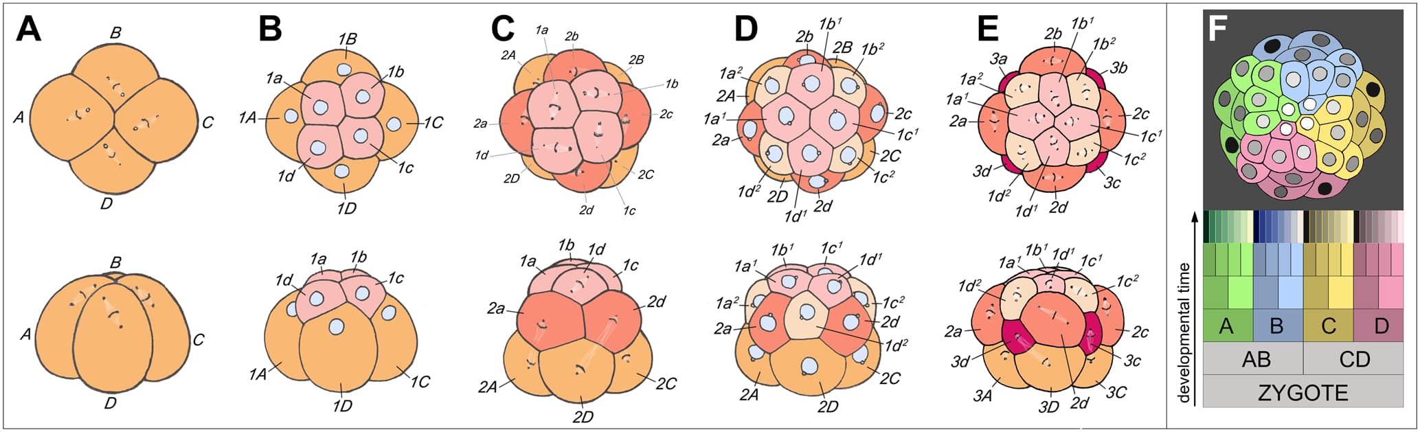 Giving Up on Resolving the Branching Order of Spiralia | Science and ...