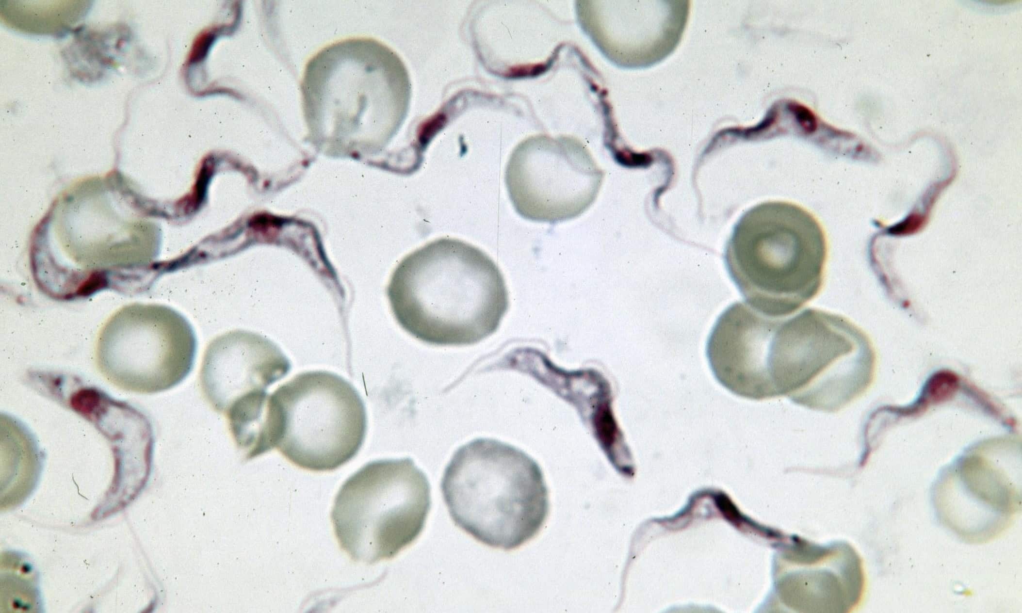 Could Genetic Mutations Be Non-Random? | Science and Culture Today