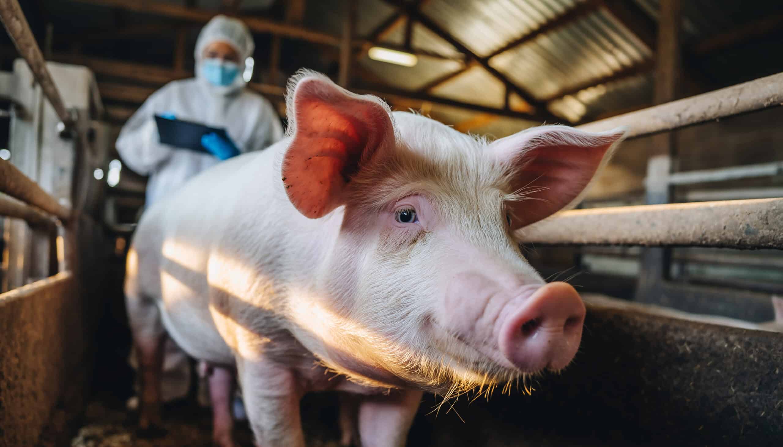 For MAHA’s Sake, Don’t Eliminate Animal Experimentation | Science and ...