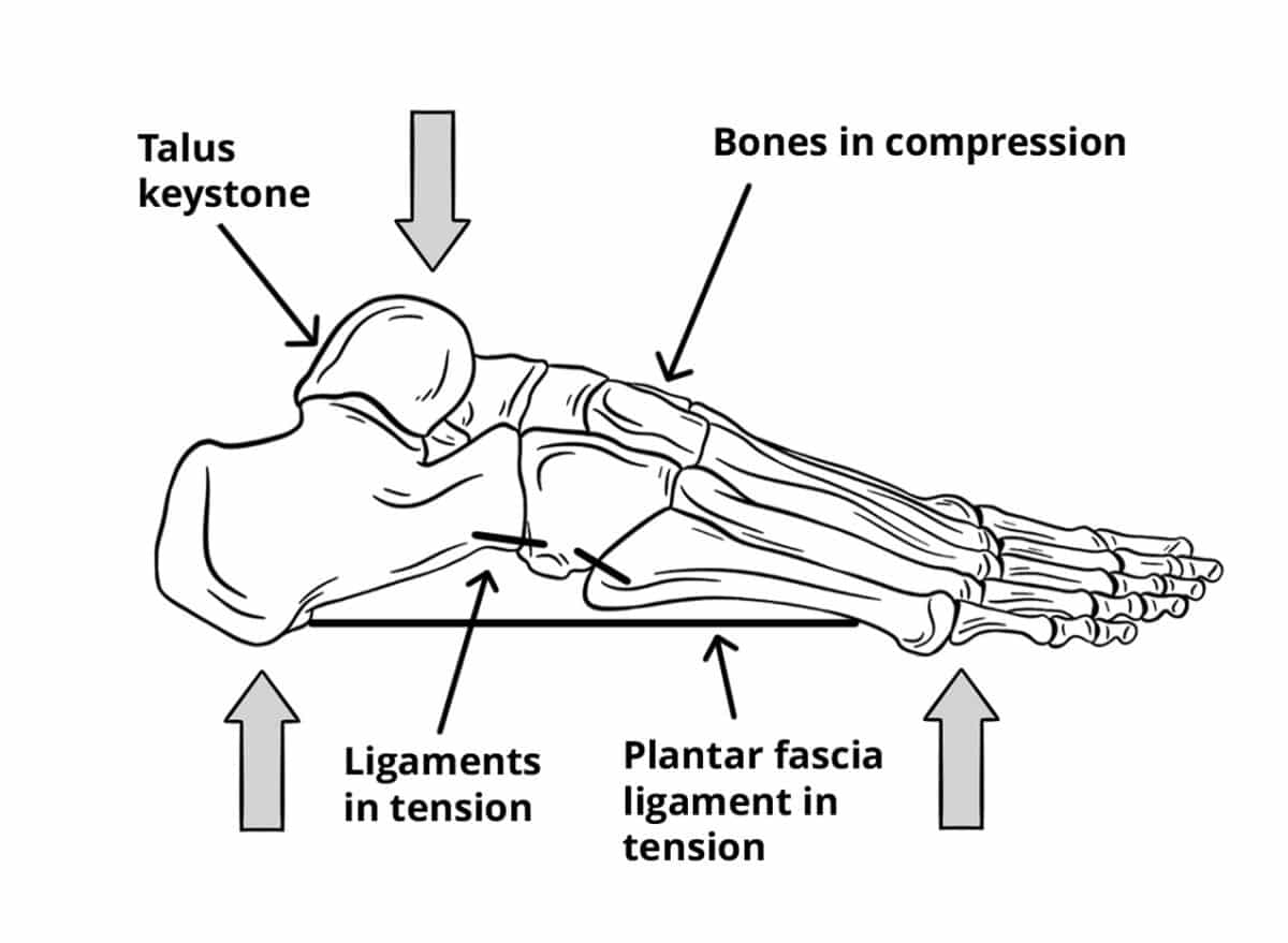 Appreciating the Irreducible Complexity of the Human Foot | Science and ...
