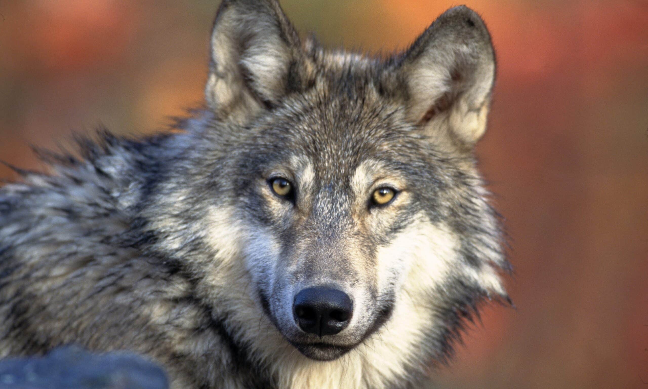 Are We Just Animals? A Tempting Delusion | Science and Culture Today